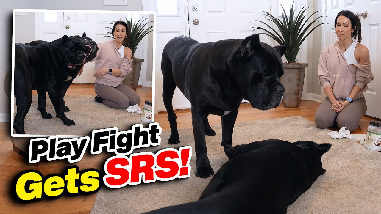 Cane Corso Play Fight Gets SERIOUS! - YouTube