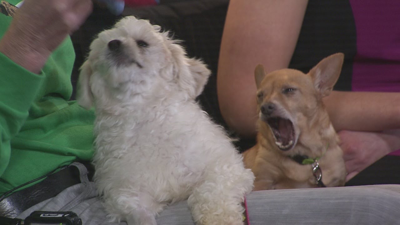 Great update on dog rescued from meth house - YouTube