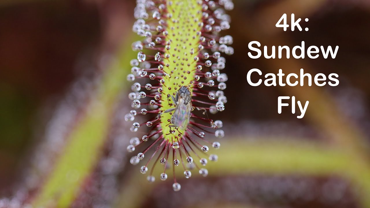 Sundew Traps and Eats Fly | 4K Macro Close-Up - YouTube