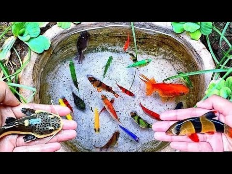 Great Catch Baby fish In Tiny Pond, Kim Kim Fish, Koi Fish,Neon Fish,Crayfish,Catfish ⁠. - YouTube