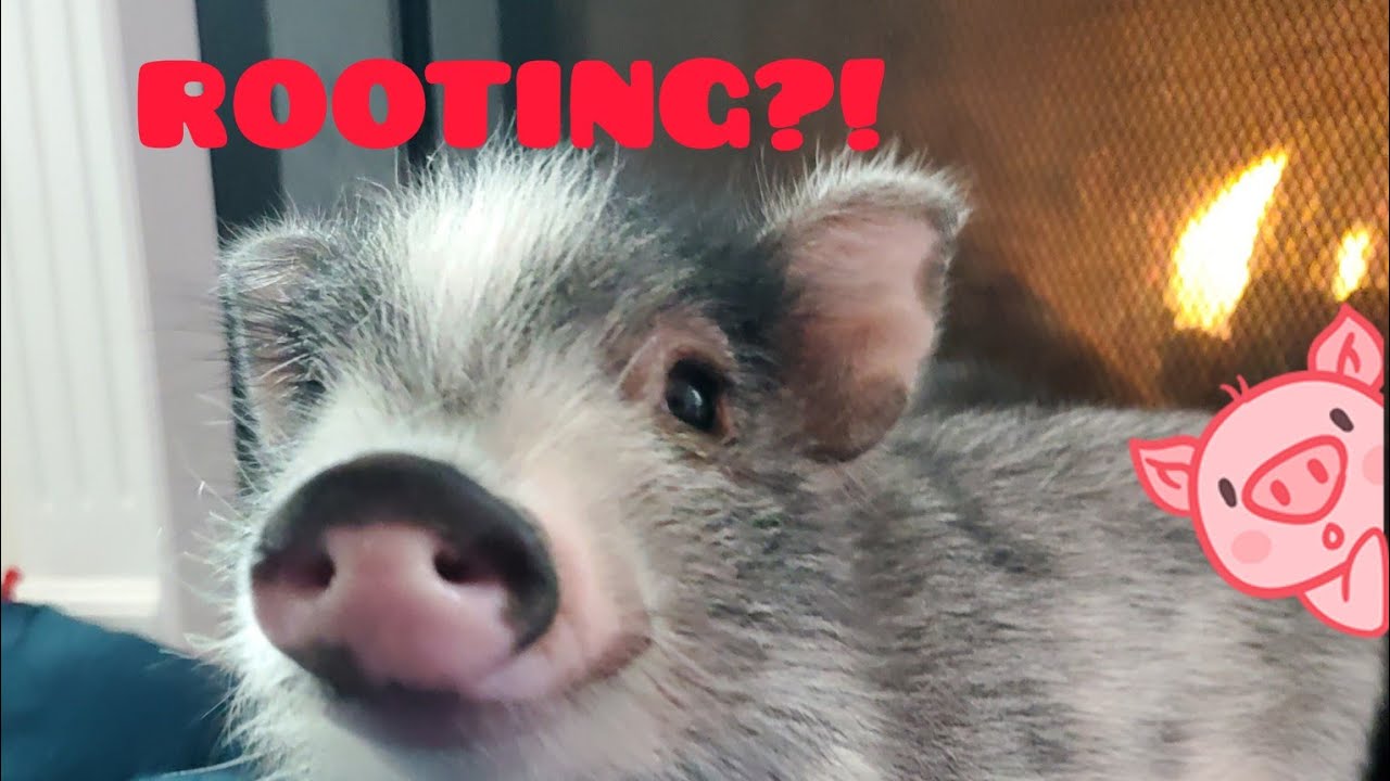 Why Do Pigs Root - What is Dudley the Mini Pig doing with his snout? - YouTube