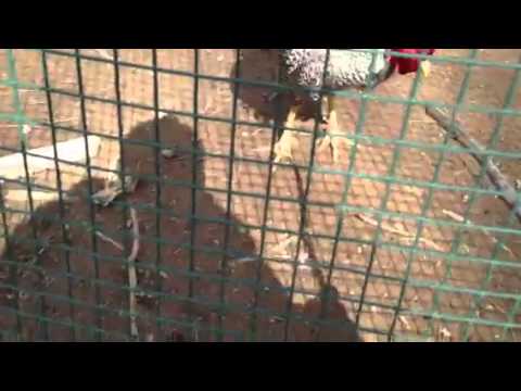 Angry roster, Gallo cabron;)