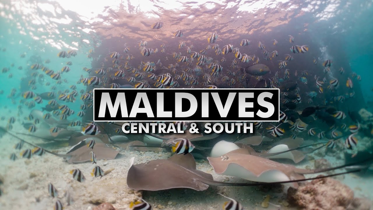 Diving the Maldives: Central & South Atolls [4k] - YouTube