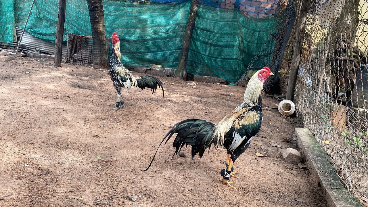 My farm update rooster Puma - YouTube