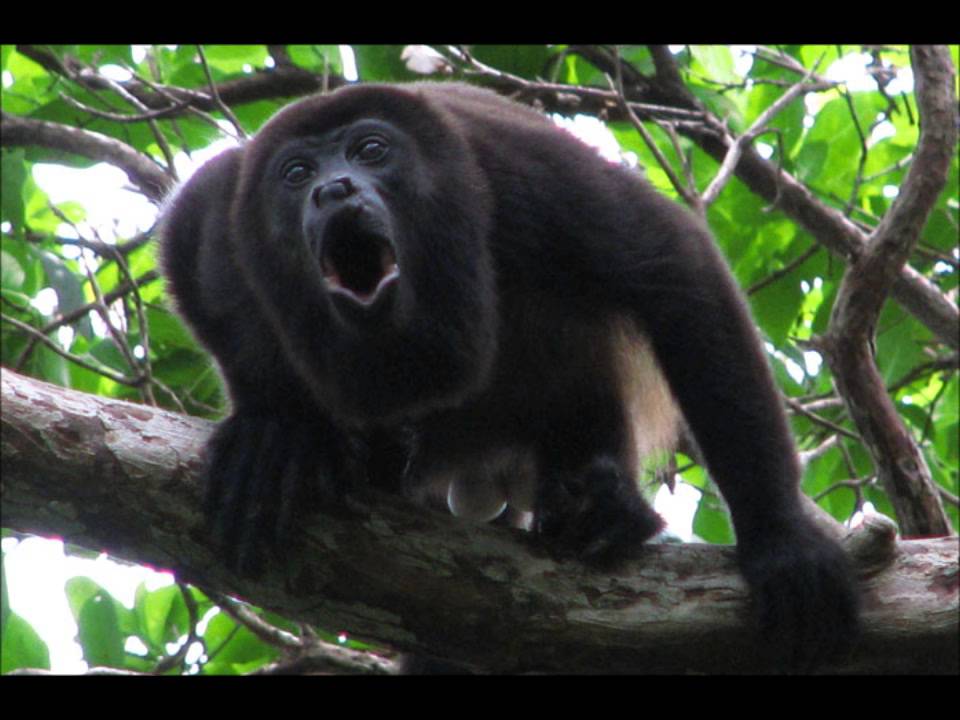 Howler Monkey - YouTube