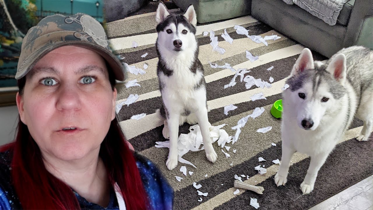 My Husky Gets Into Trouble! - YouTube