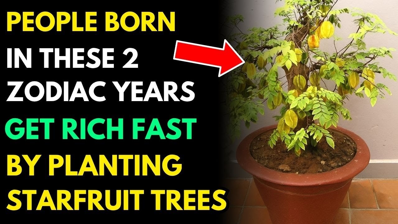 The Starfruit Tree Will Attract Wealth and Prosperity If It Falls Into ...