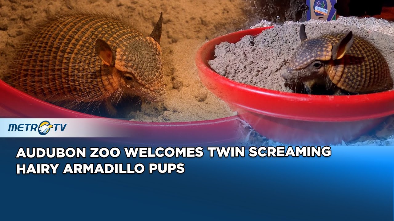 Audubon Zoo Welcomes Twin Screaming Hairy Armadillo Pups - YouTube