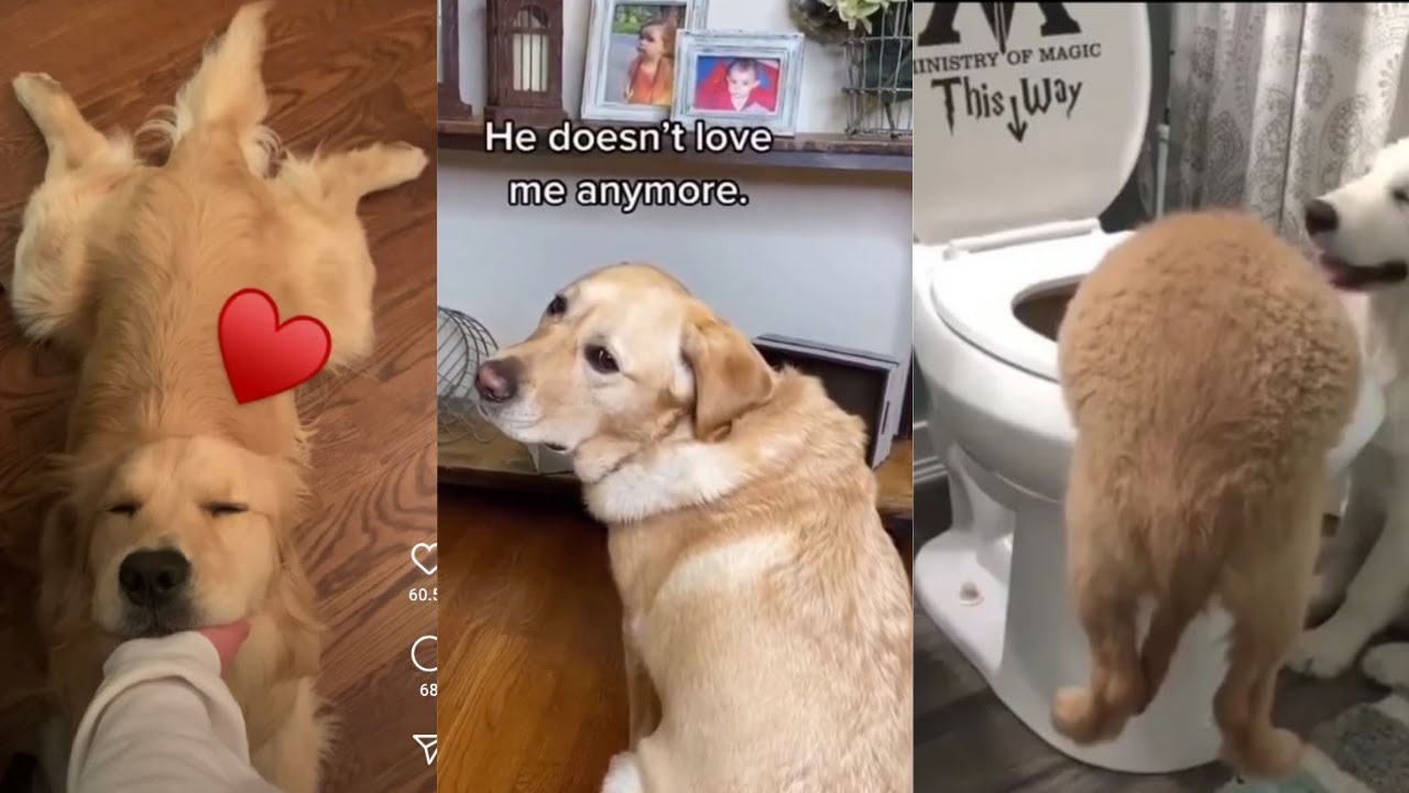 ️ ️ these dog reactions are soo cute 🔥😻| cute dogs | funny dogs - YouTube