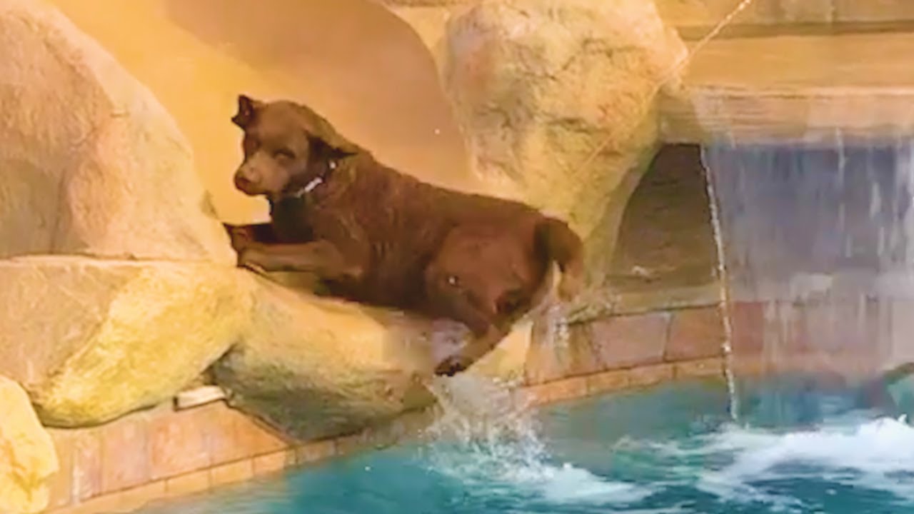 Funny Animals Fall Down - Try Not To Laugh || PETASTIC 🐾 - YouTube