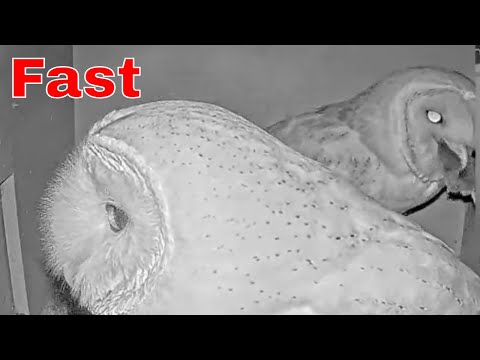 Barn Owl Female Swallows Mouse Beside Her Mate — Calm Before the Next Stage 🦉🐭