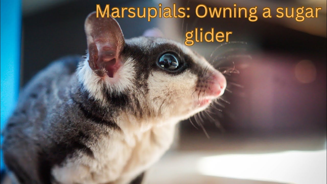 Marsupials: Owning a sugar glider - YouTube