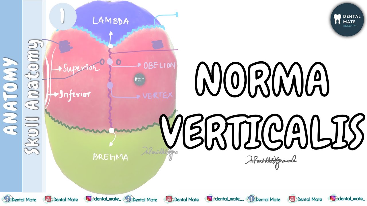 Norma Verticalis | Bones of Skull | Skull Anatomy | Dr Paridhi Agrawal ...