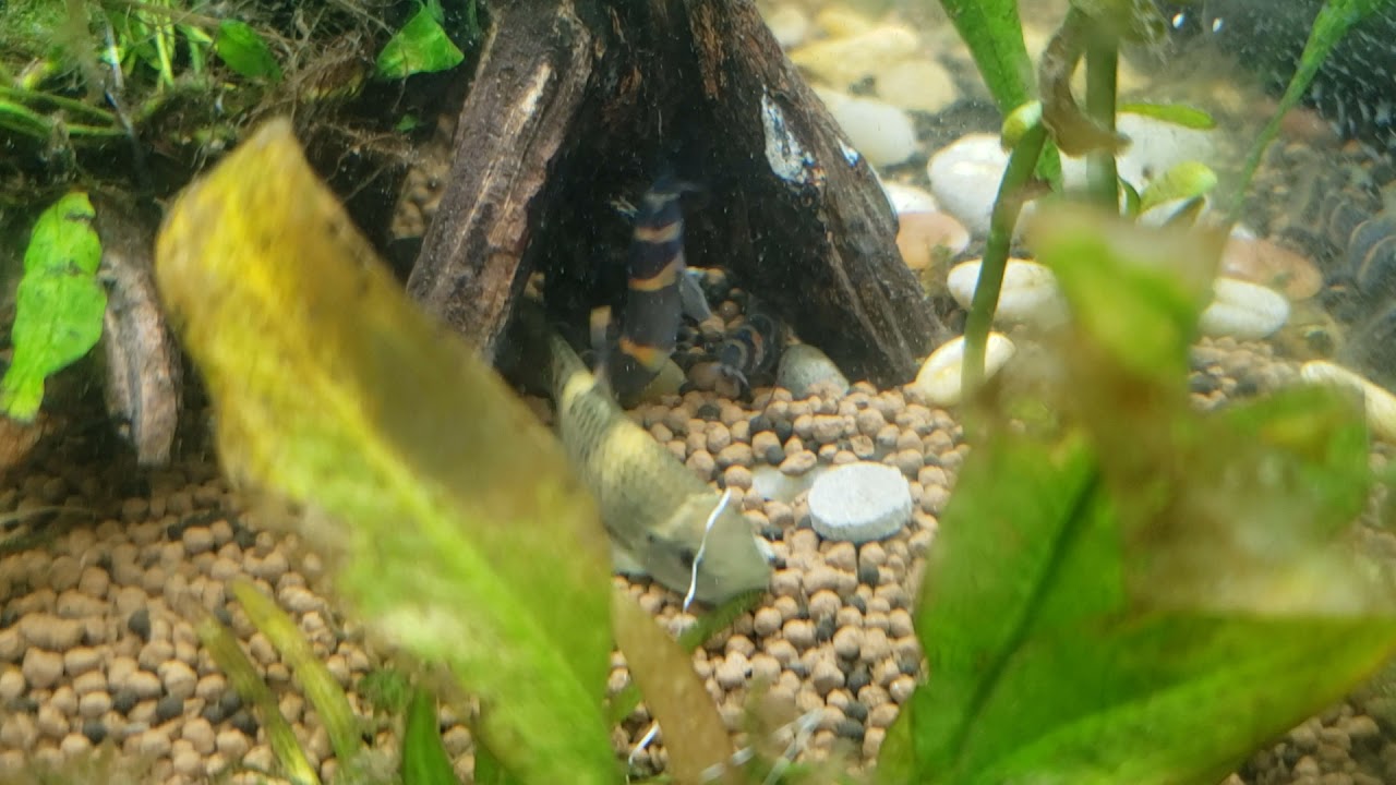 Kuhli Loach and Panda Garra Mealtime - YouTube