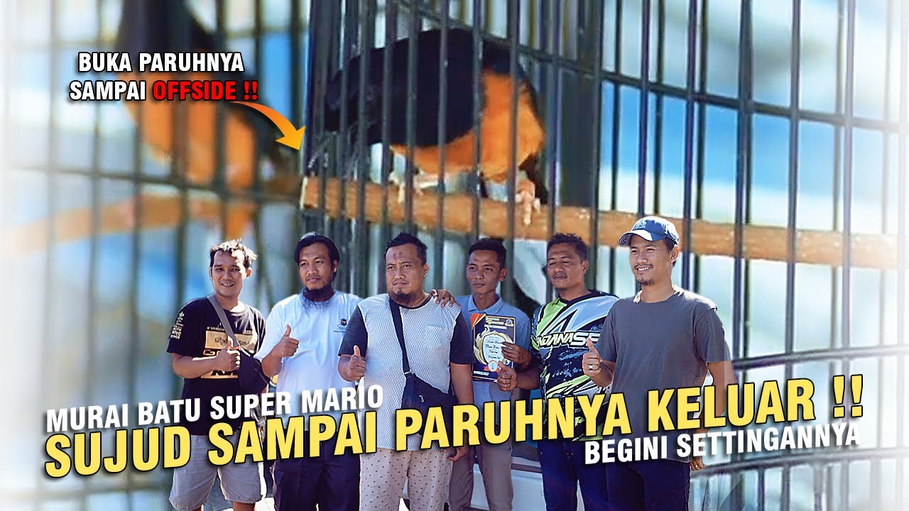 [ Murai Batu SUPER MARIO ] Stabil Juara !! Tampilnya Sujud Sampai ...