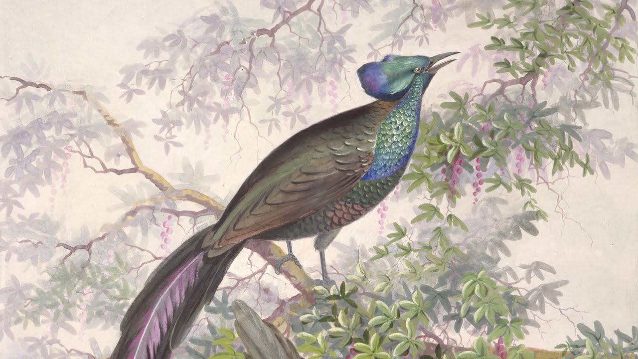 From the Preservation Lab: The Art of Ellis Rowan - YouTube