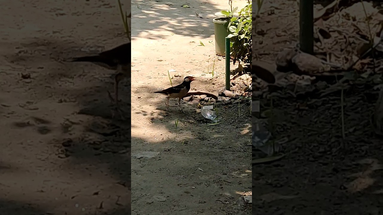 shalik pakhi #beautiful #birds #viral #video - YouTube