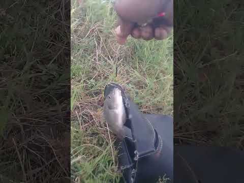 ternyata rumput bergoyang di sambar ikan @bumipancing