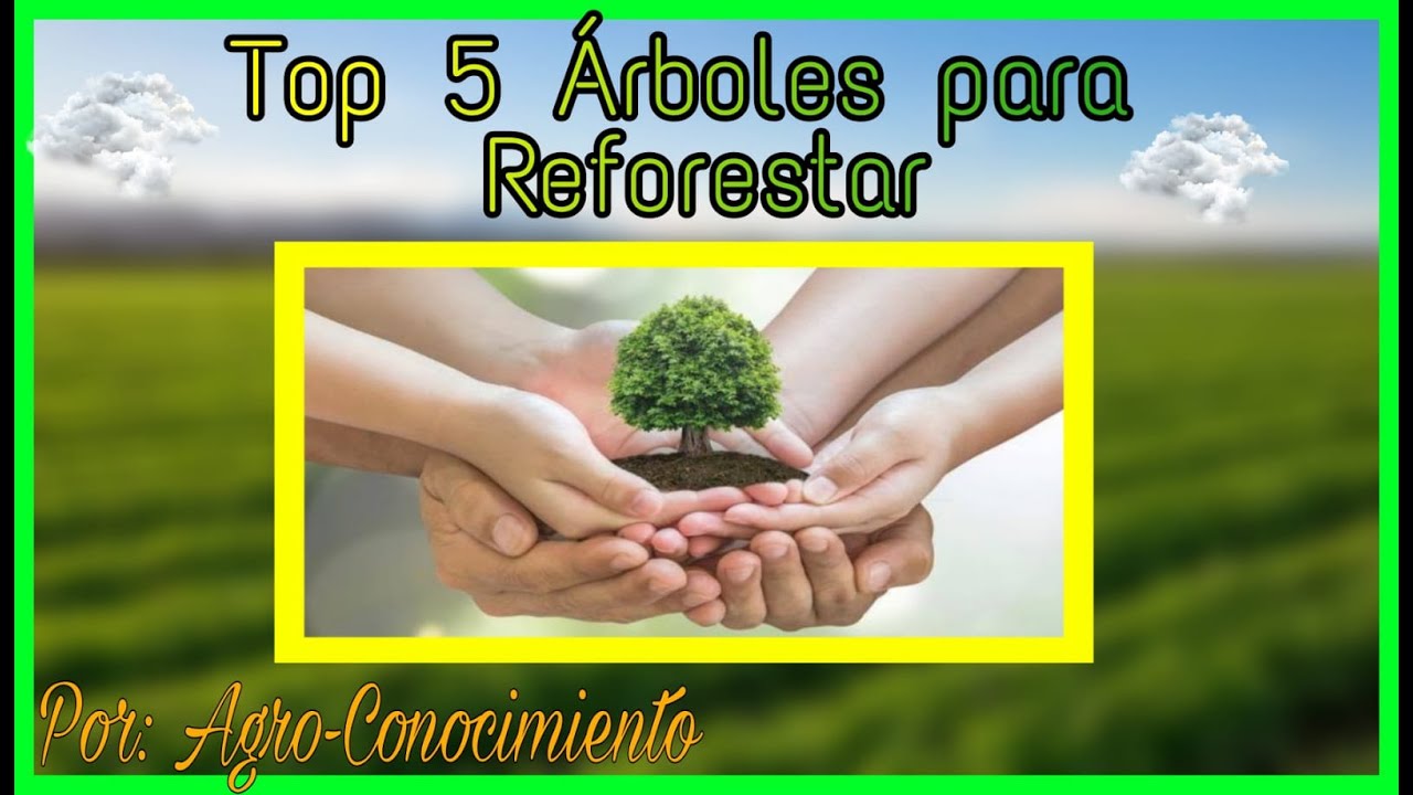 TOP 5 Arboles Para Reforestar - YouTube