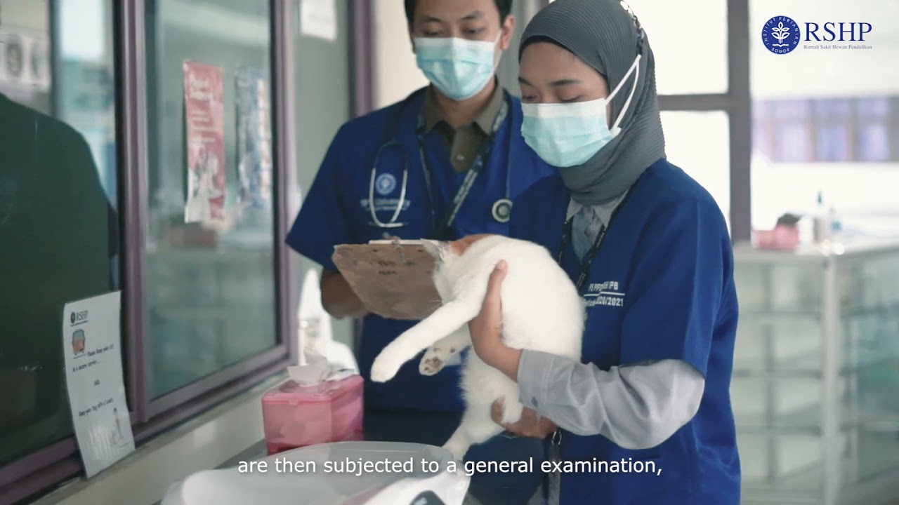 PELAYANAN RUMAH SAKIT HEWAN FKH IPB UNIVERSITY - YouTube