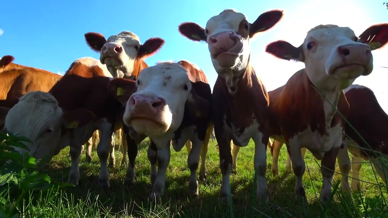 Ca Nhạc Thiếu Nhi - Con Bò | Nhạc Thiếu Nhi Vui Nhộn - YouTube