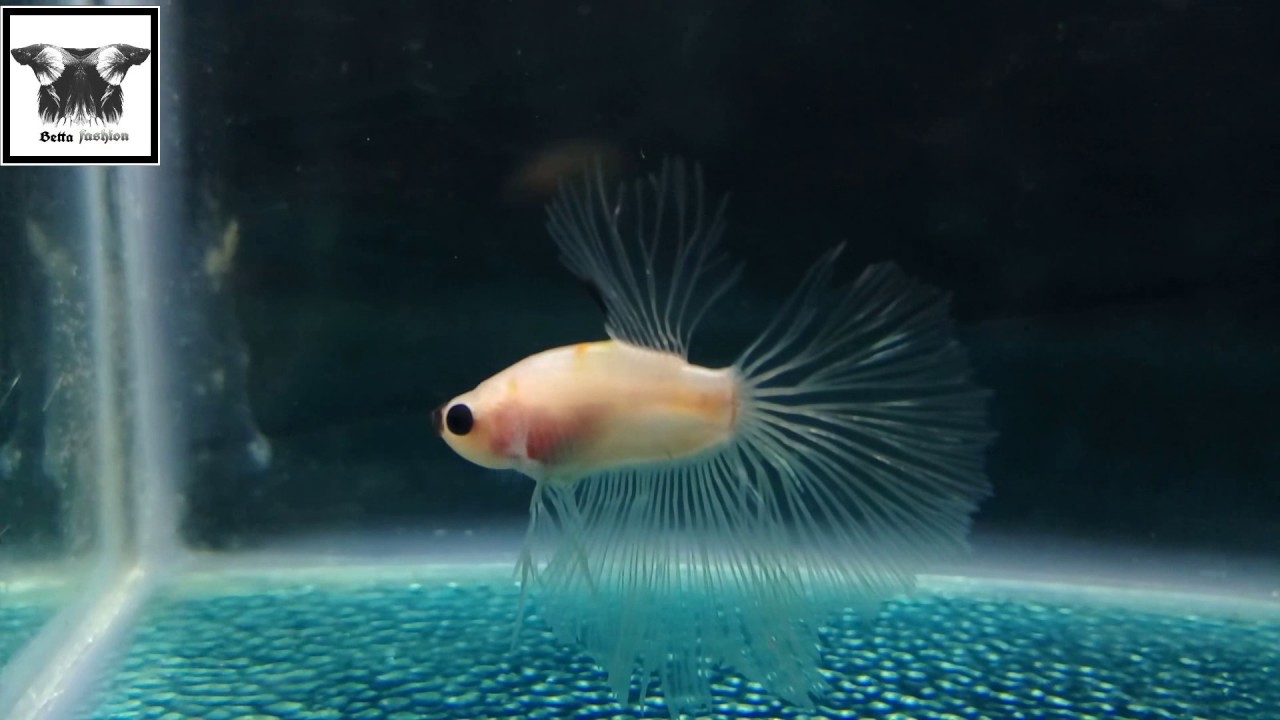 Betta fish with transparent fins and black lips/mouth. - YouTube
