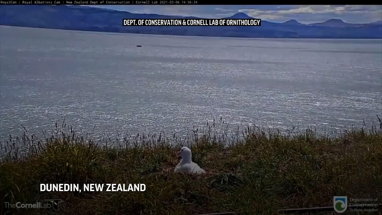 Albatross fails landing attempt at nature reserve - YouTube