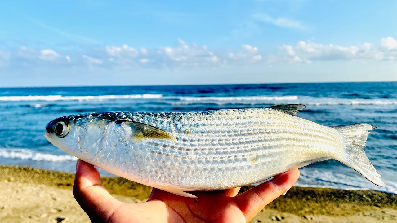 Dapat Ikan Belanak Babon, Ukurannya 1 Jengkal Tangan😲 || Fishing Nets ...