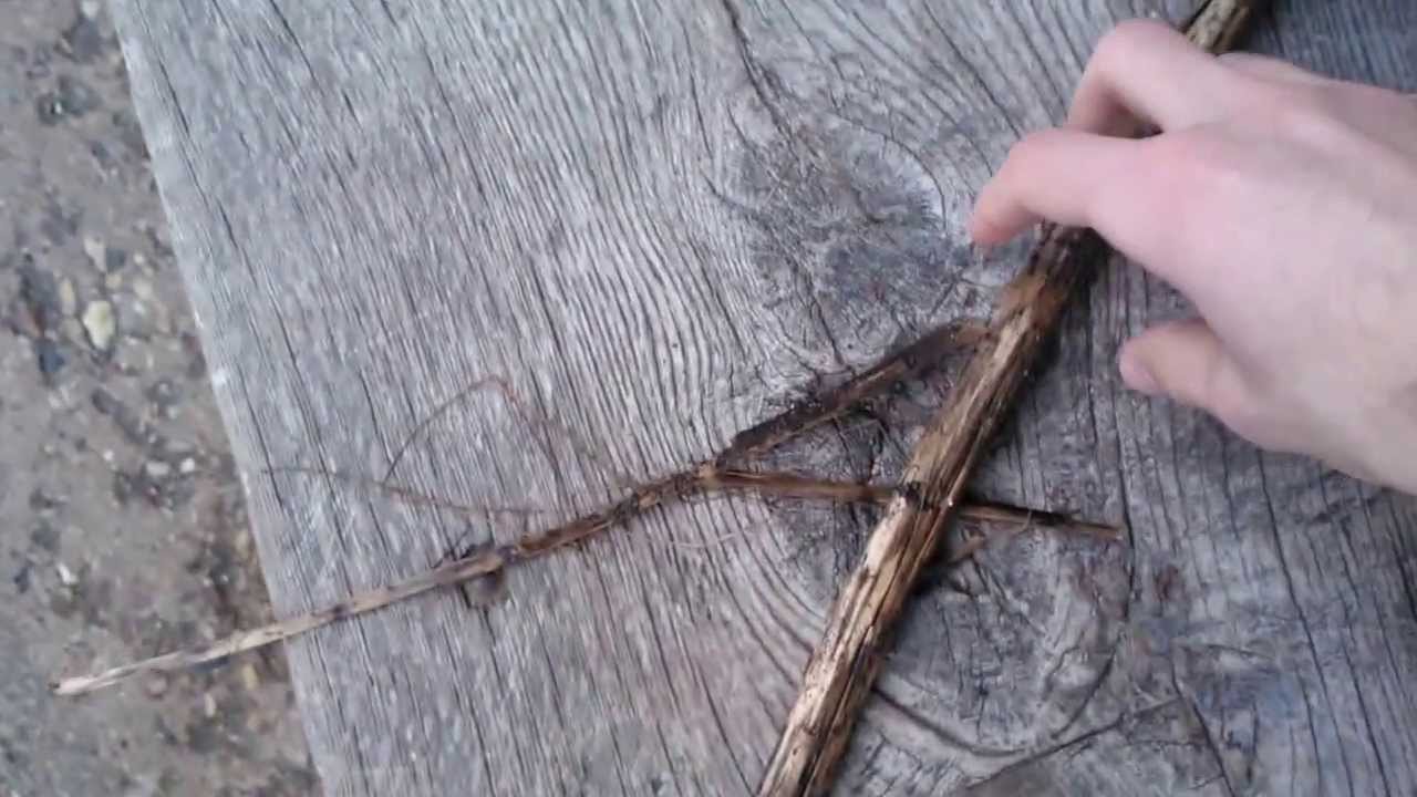 How to find something - YouTube