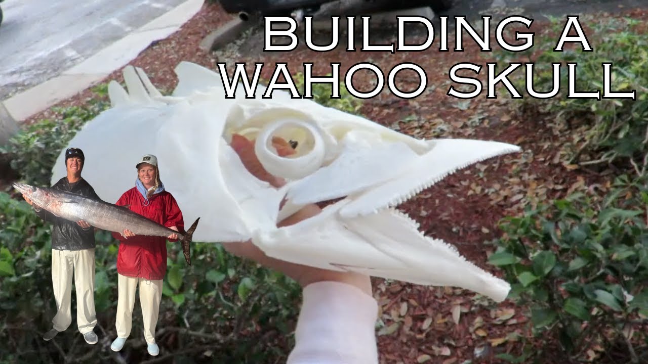 How to build a Wahoo skull mount!! DIY EASY euro mount! - YouTube