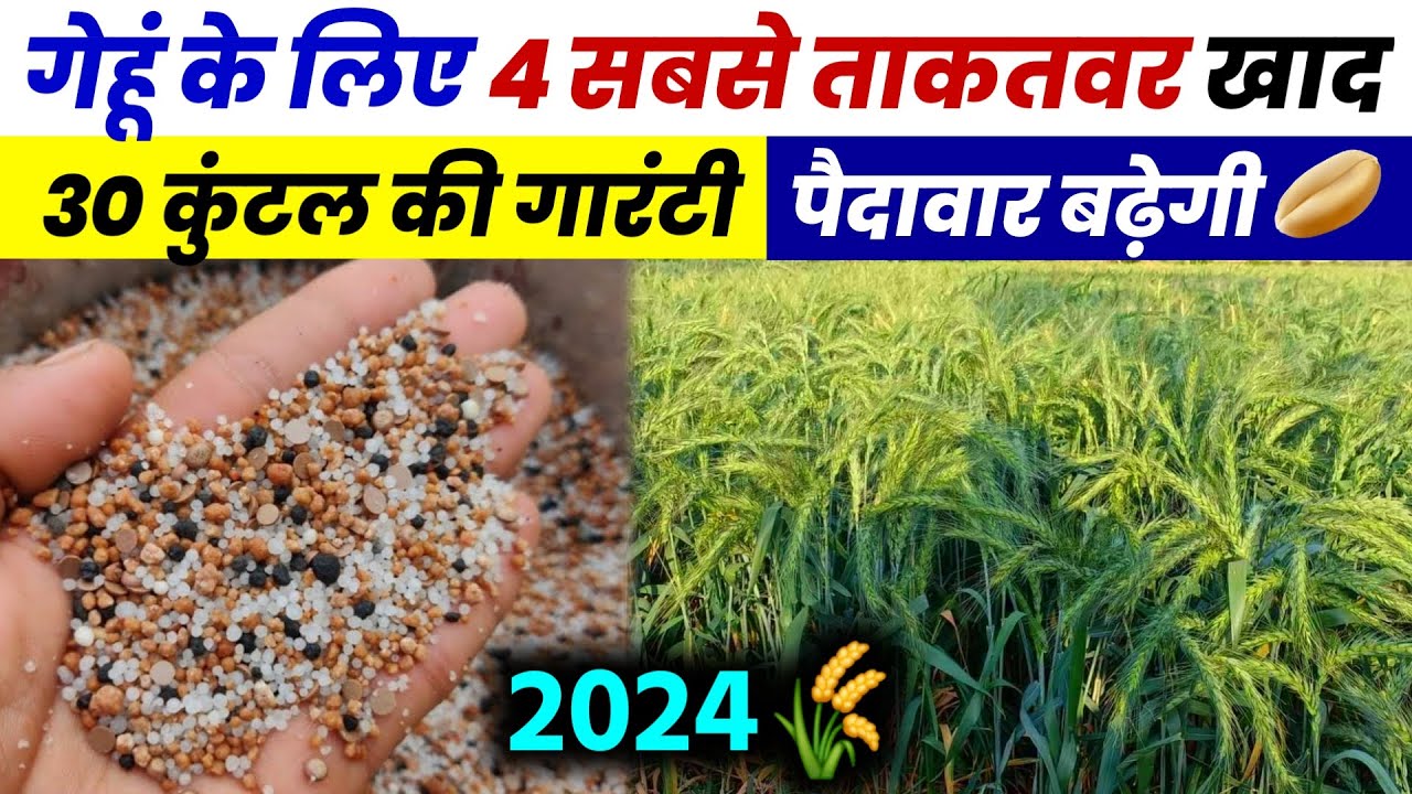 गेहूं में बिजाई के समय ये 4 खाद डालो | 30 क्विंटल की गारंटी | Gehu Me ...