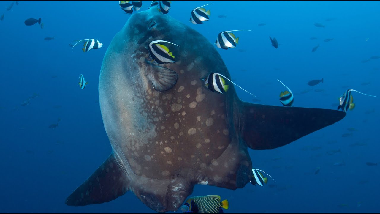 Rare Giant Sunfish Caught on Camera in the Mediterranean Sea - YouTube