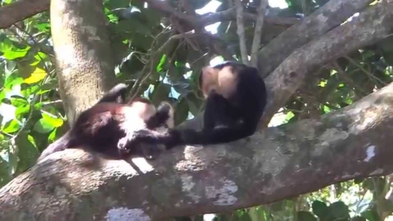Capuchin Monkeys playing Twister, winner gets a massage - YouTube