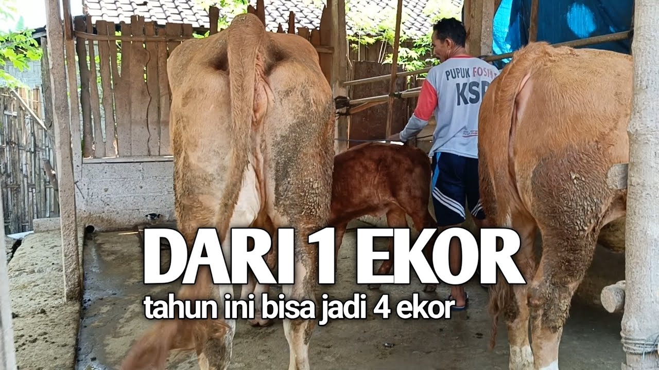 DARI 1 EKOR JADI 4 EKOR DI TAHUN INI - YouTube