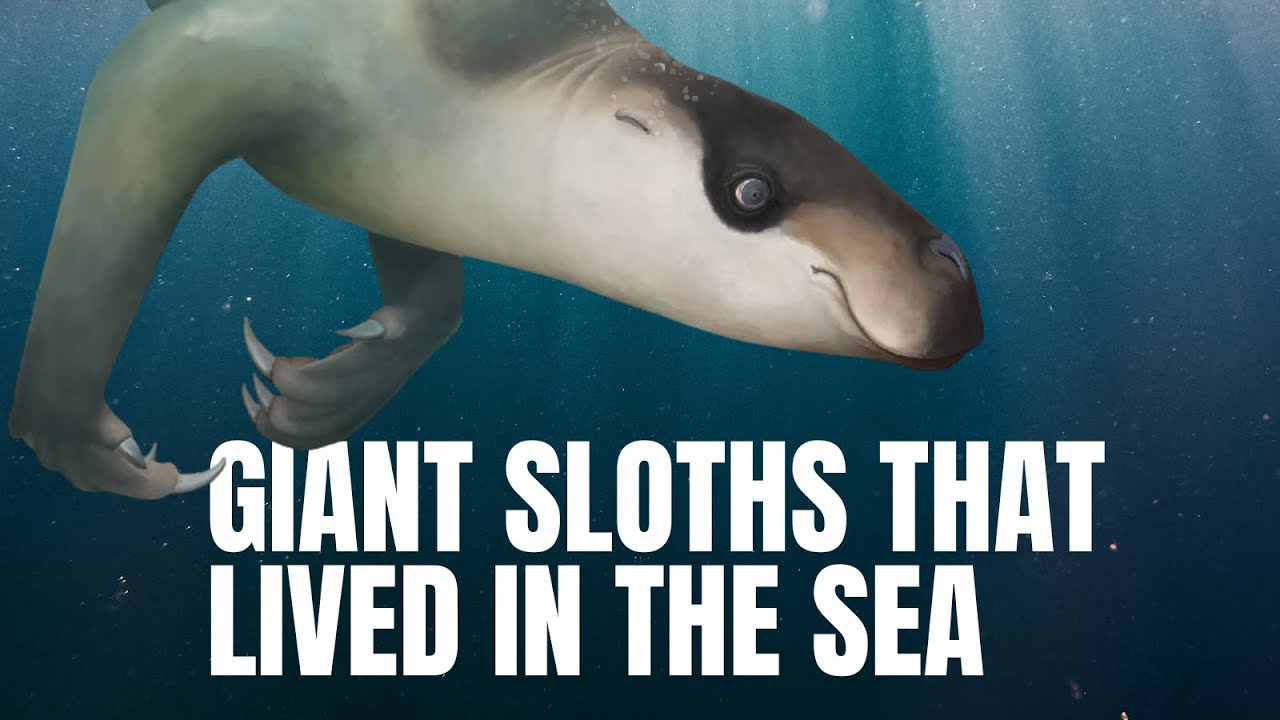 How Sloths Left the Ocean and Took to the Trees - YouTube