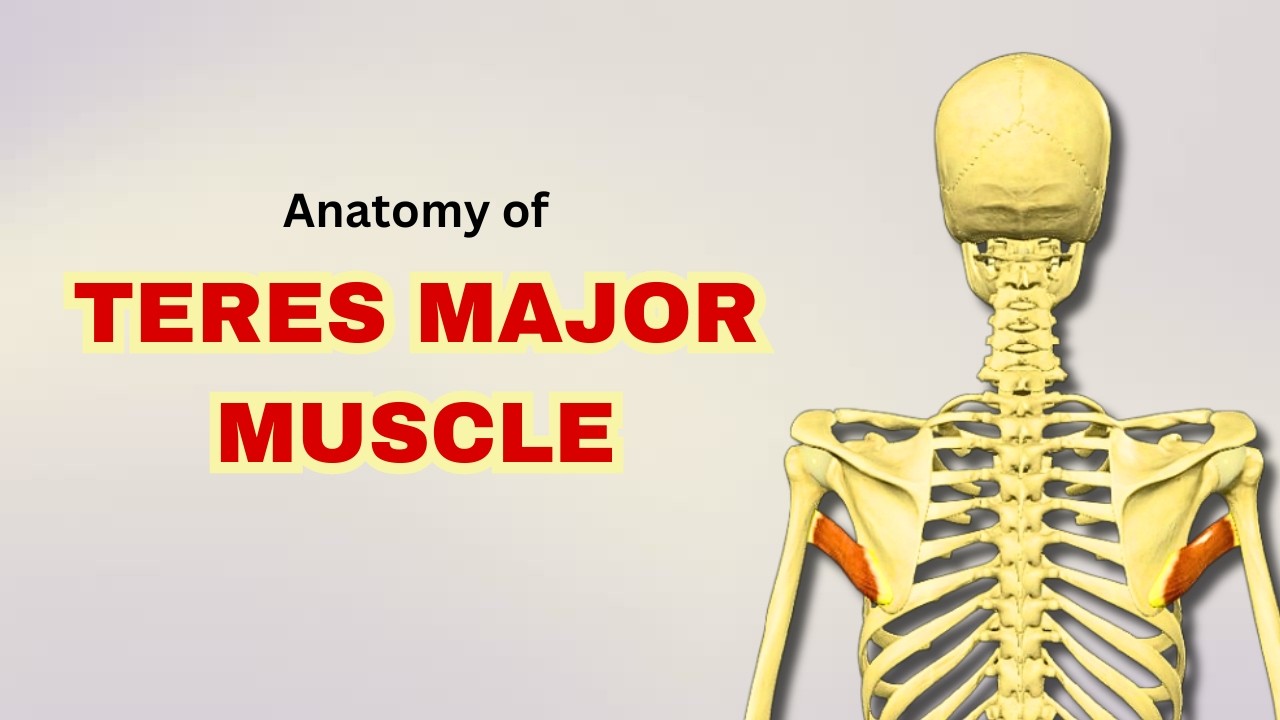 Teres Major Muscle Anatomy | Muscle of Scapular Region | Doctor Speaks ...