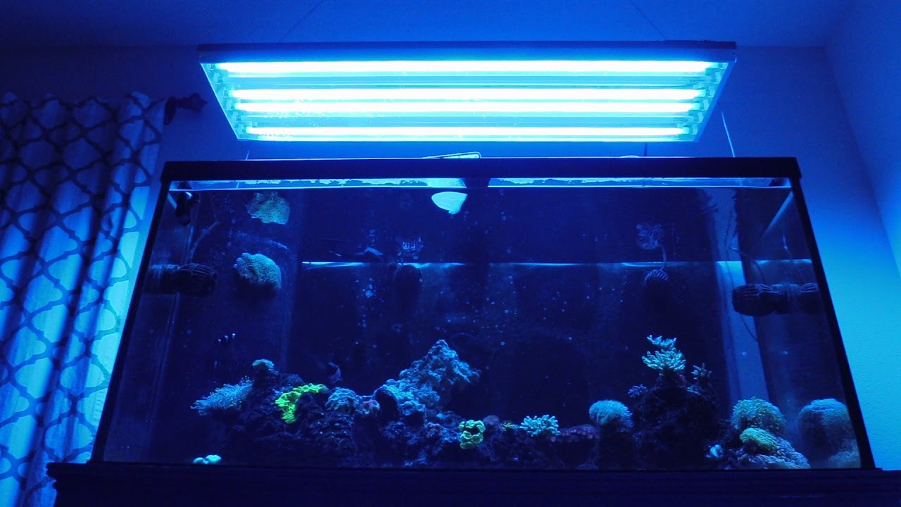 90G MARINELAND SALTWATER AQUARIUM CORAL REEF TANK UPDATE - YouTube
