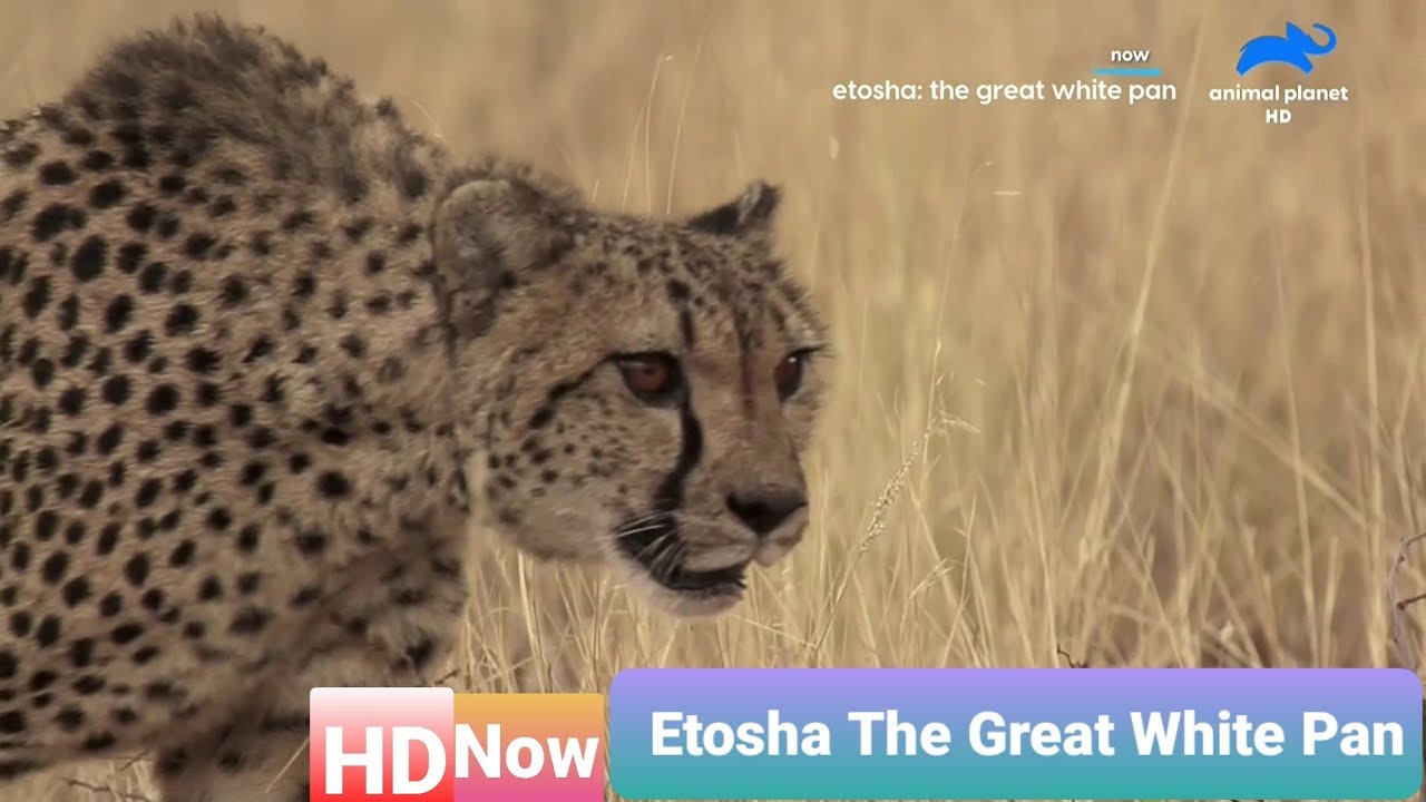 Etosha The Great White Pan Jungle -Animal Planet HD Hindi Language ...