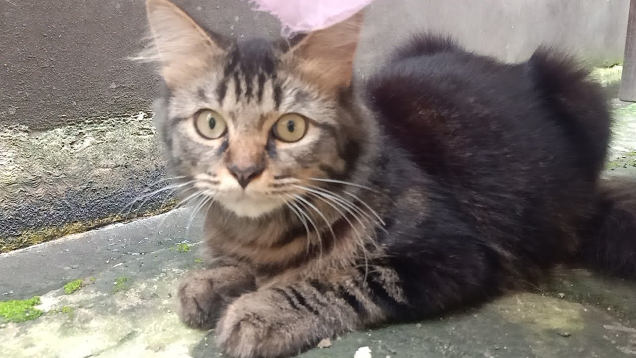 kucing meong lucu || funny cats - YouTube