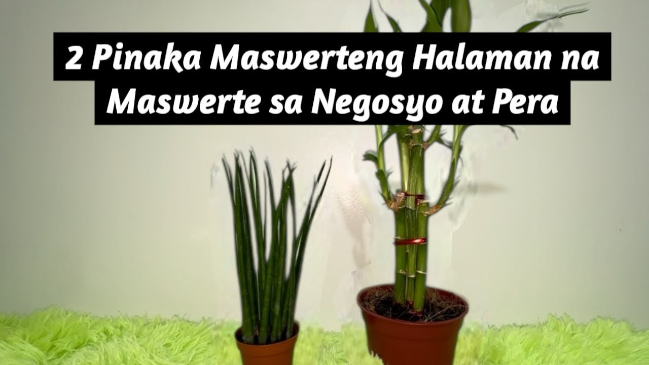 2 PinakaMaswerteng Halaman na Pampaswérte sa Negosyò at Salapi Limpak ...