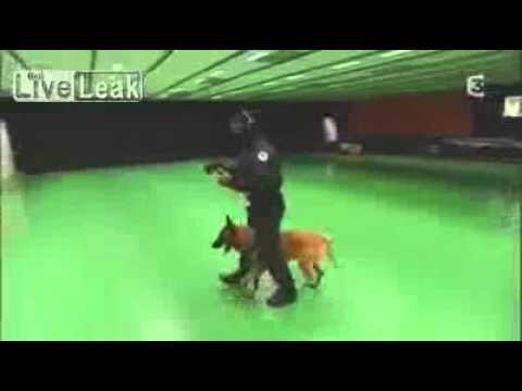 Police dog movement tactics - YouTube