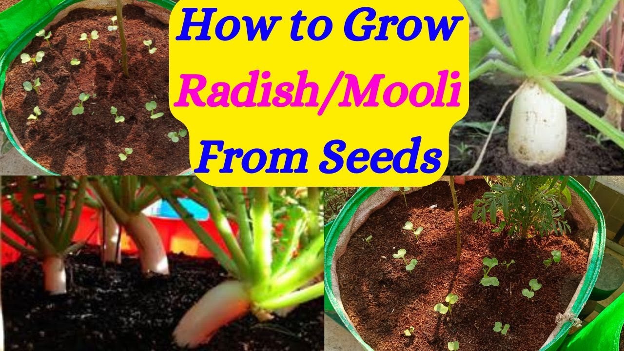 How to grow Mooli in pots from seeds / Radish in pots/मूली गमले में ...