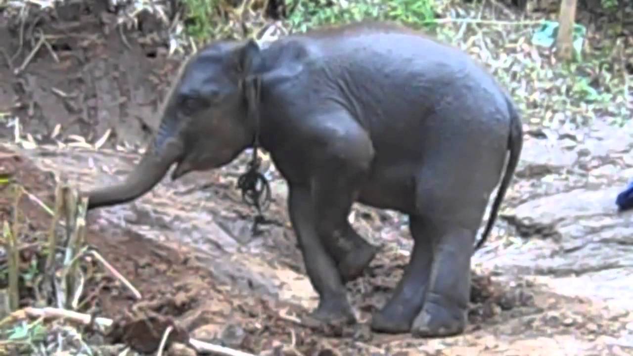 Goofy Baby Elephant - YouTube