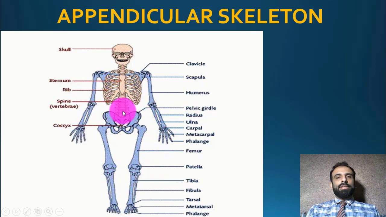 Second Year Biology Chapter 16 Lecture 12 Human Skeleton (Axial and ...