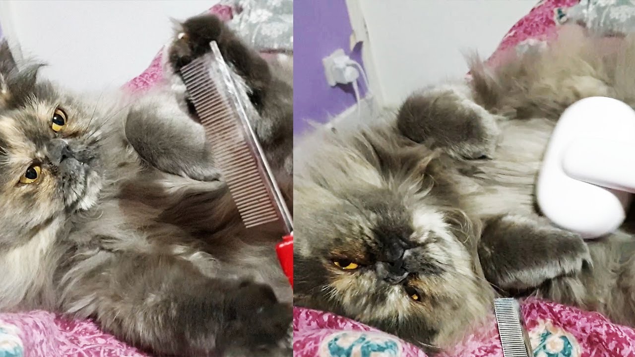 Cat’s Grooming Test: Brush = Bliss, Comb = Attack Mode! - YouTube