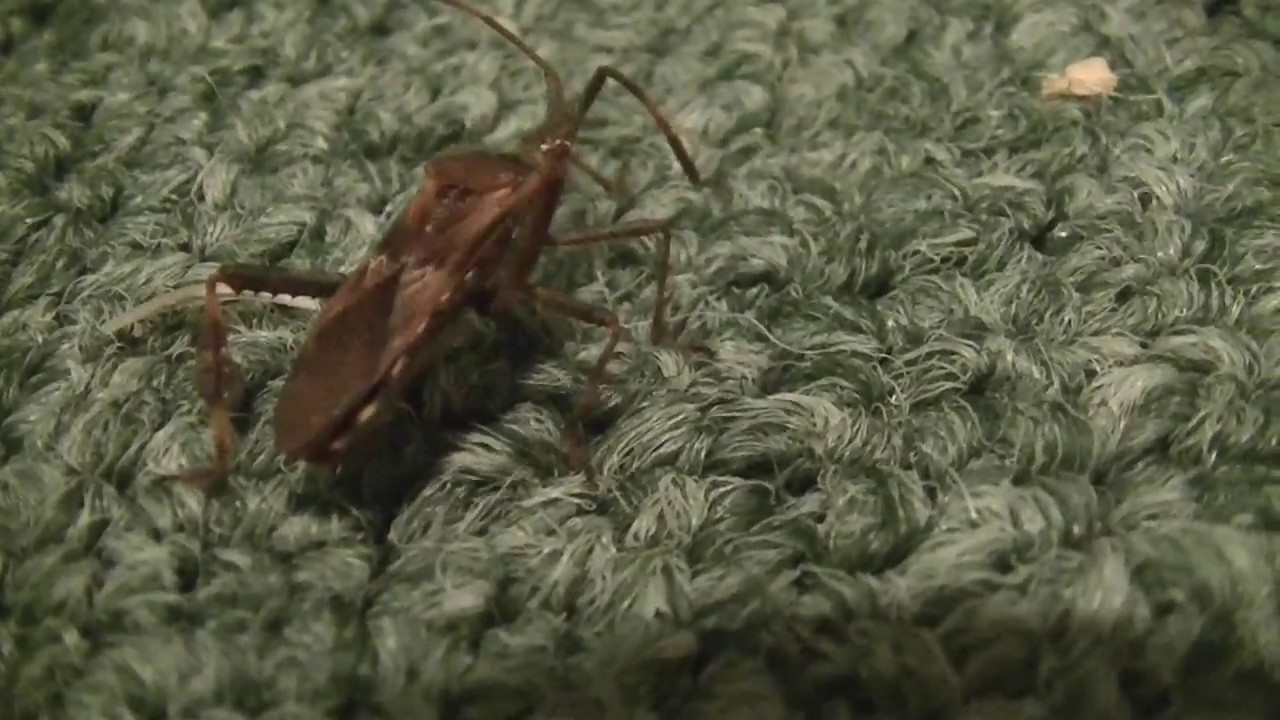 copper eats a bug - YouTube