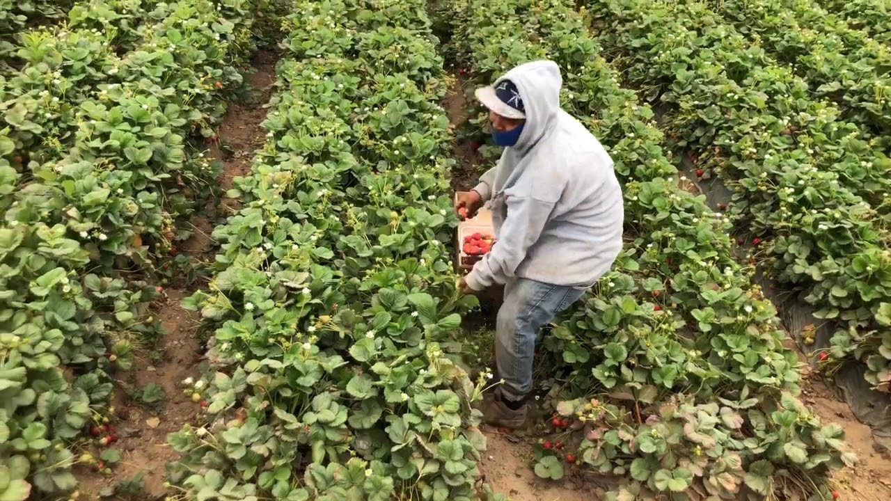 LARSE FARMS en WATSONVILLE CA - YouTube