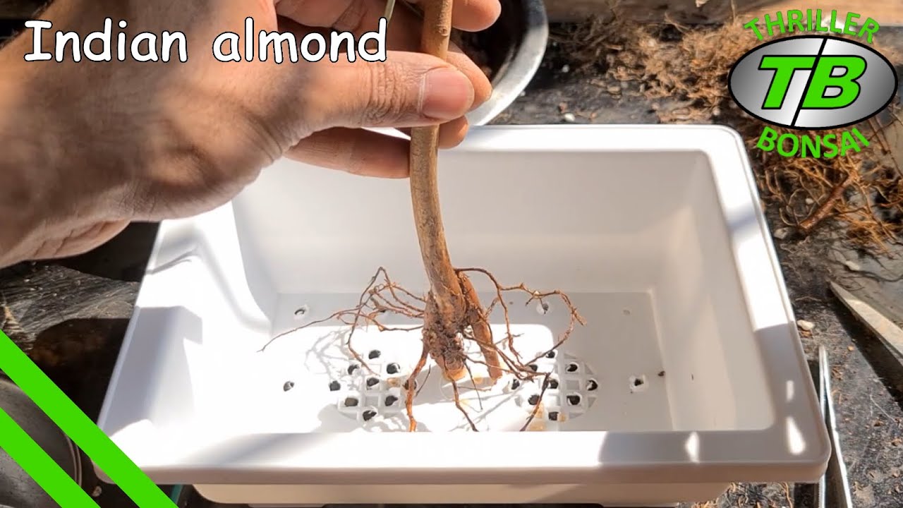 Indian Almond - Training Nursery Tree into Bonsai - YouTube