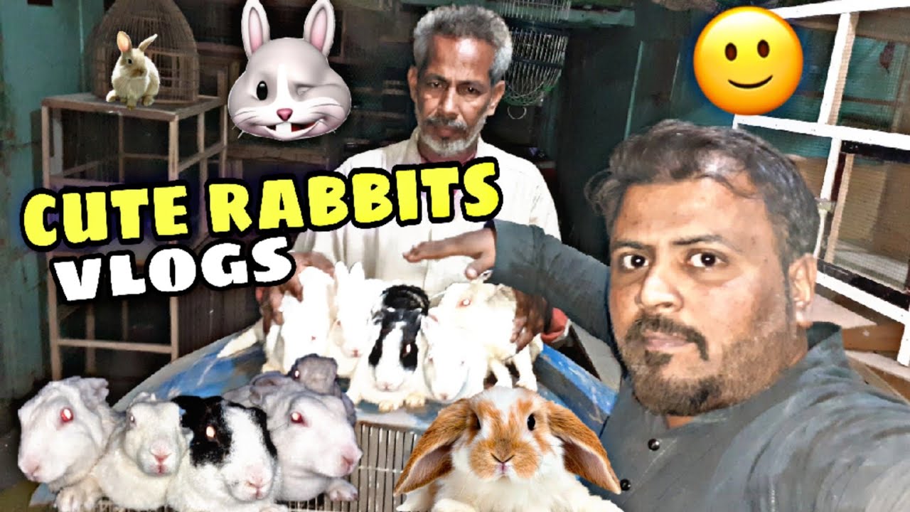Cute rabbits vlogs🐰🐰||dani danish vlog|| - YouTube