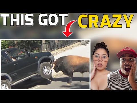 Damn Nature is SCARY! CRAZY Animal Encounters